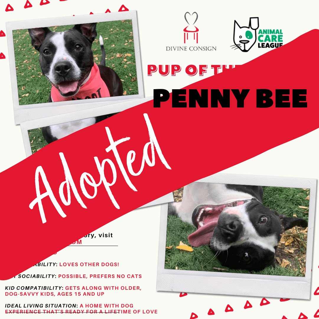 September Pup of the Month: Penny Bee - Divine Consign - A Consignment ...