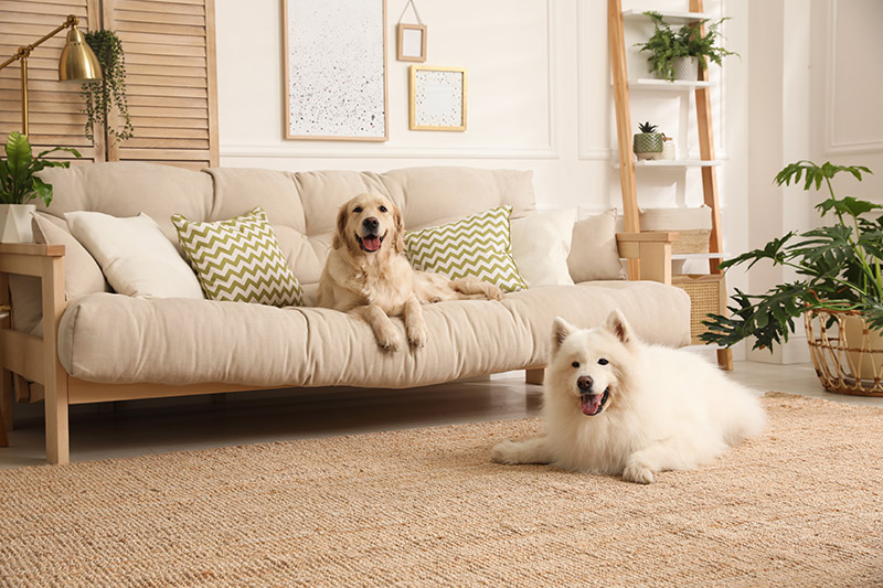 Easy Guide to Choosing Pet-Friendly Furniture - Divine Consign - A ...